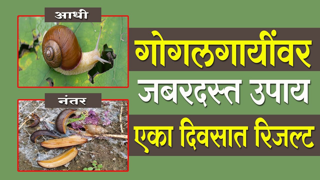गोगलगाय नियंत्रण कसे करावे | Gogalgai sathi upay | गोगलगाय नियंत्रण ...