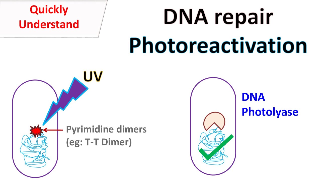 DNA repair Photoreactivation - YouTube