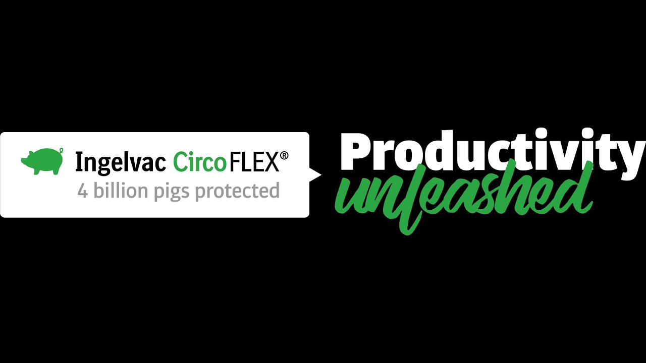 Ingelvac CircoFLEX - Productivity Unleashed - YouTube
