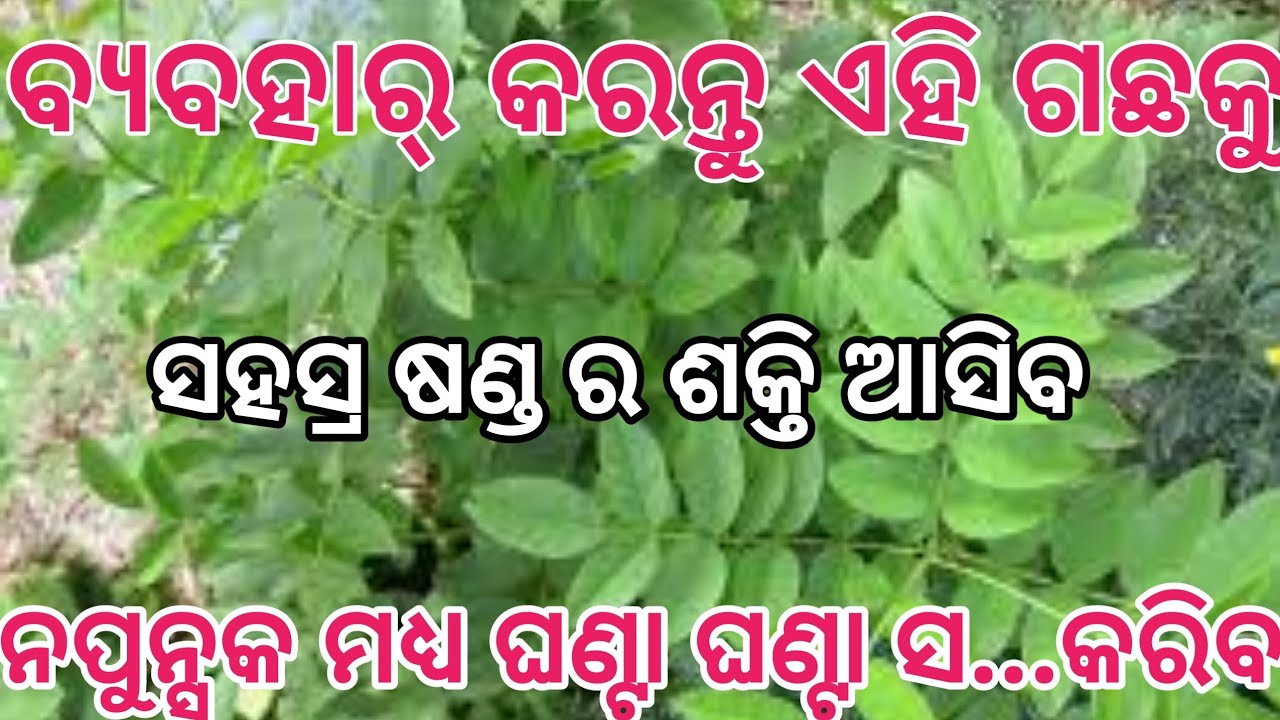 Health tips Odia | Jasti Madhu plant | health benefit of justi Madhu ...