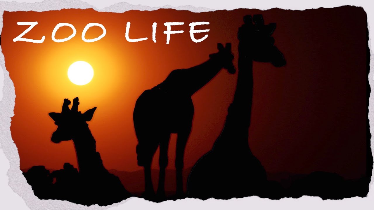 ZOO LIFE - Phoenix Zoo - YouTube