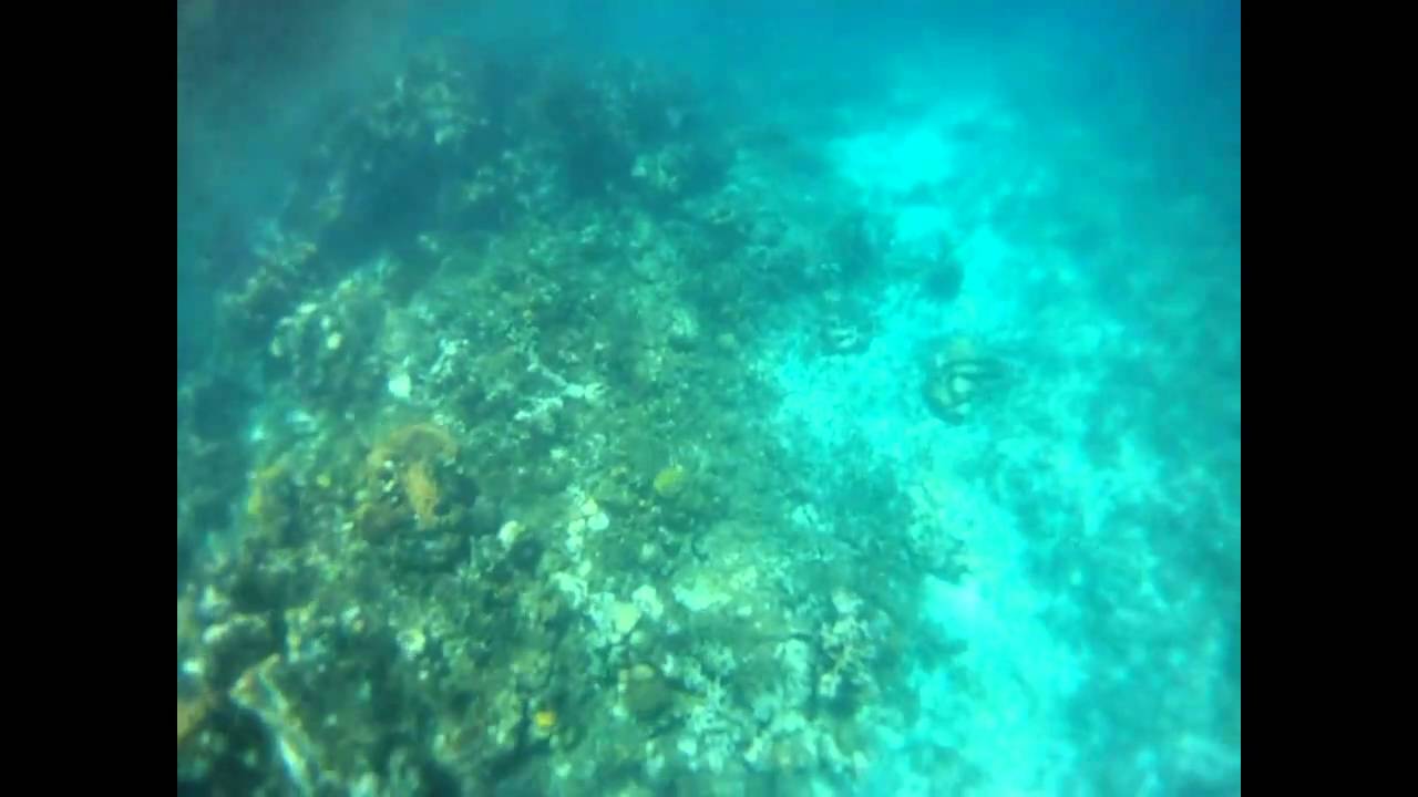 Reef Check Manta Tow Survey Footage from Haiti- Clip #5 - YouTube