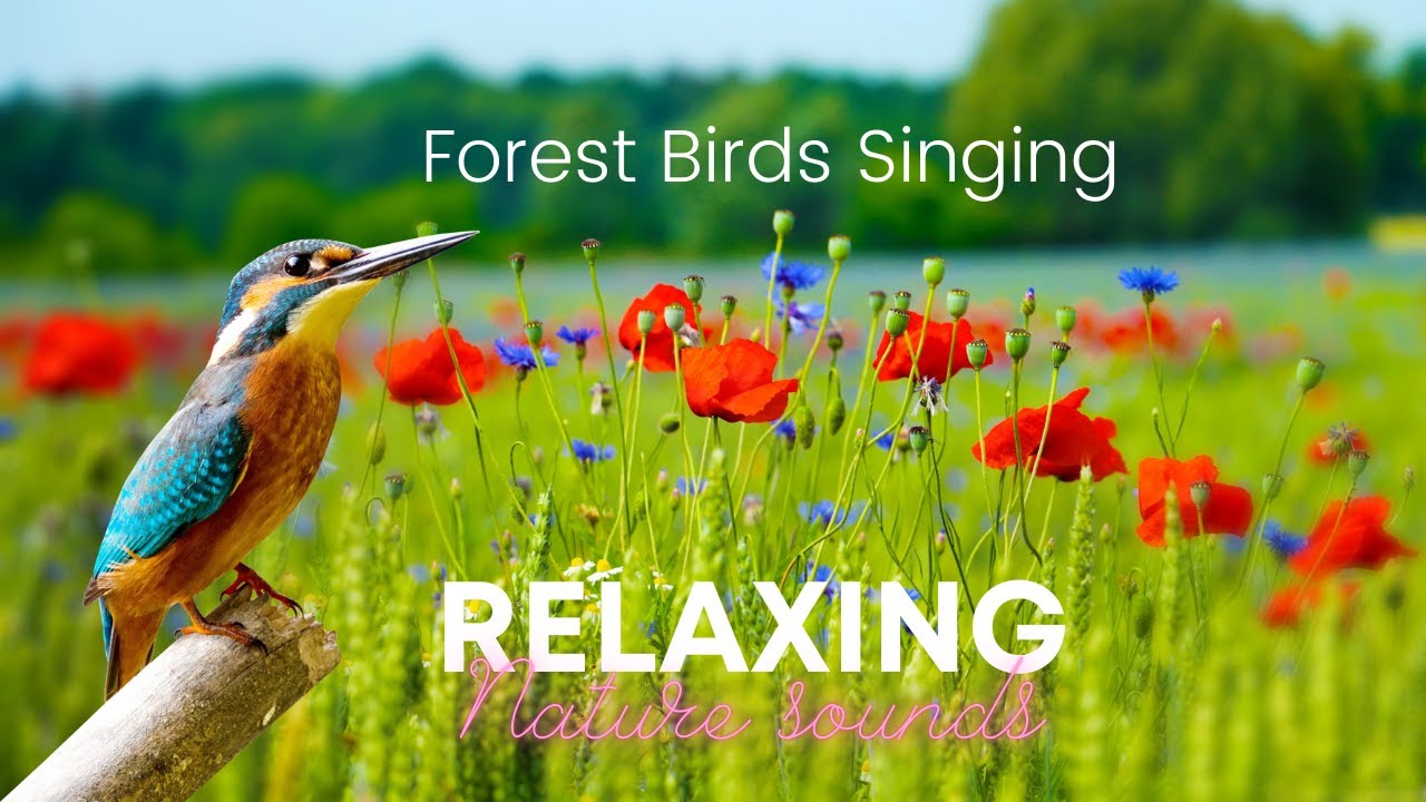 Forest Birds Singing- Relaxing Nature Sounds - YouTube