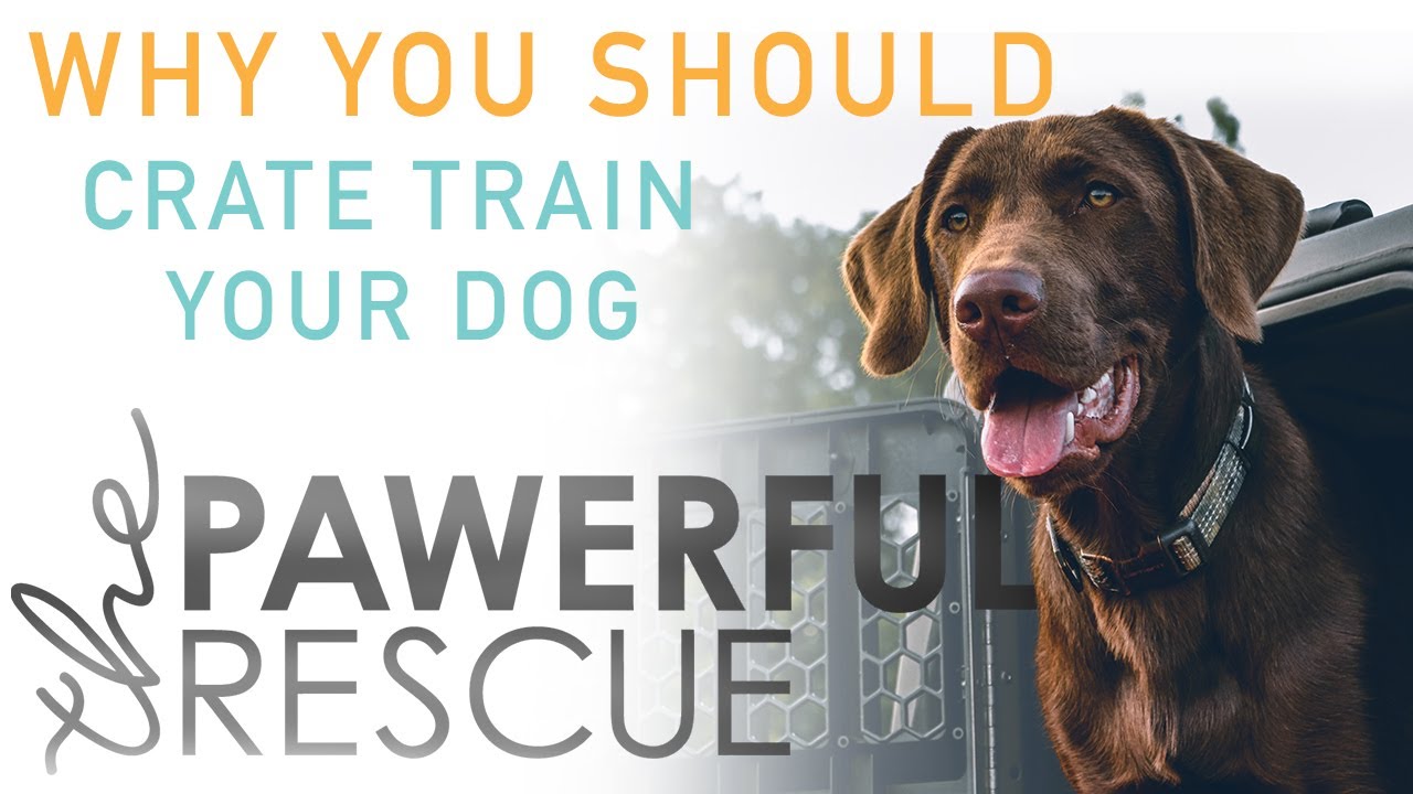 The Importance of Crate Training Your Dog - YouTube