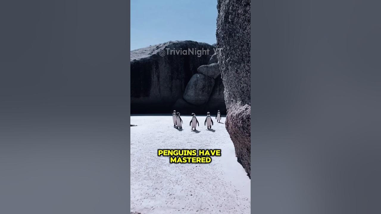 How Do Penguins Survive the Freezing Cold? 🐧 ️🤯 - YouTube