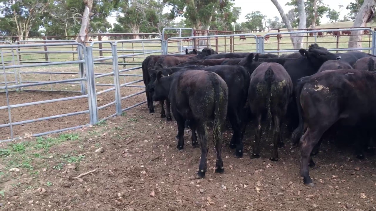 Wagyu cross Angus steers - YouTube