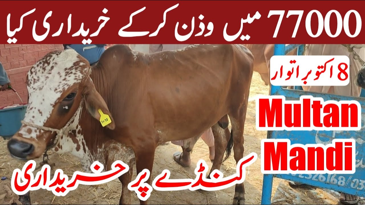 Multan Cow Mandi Katto Maal Fresh Rates Update | Multan Mandi Kanddy Pr ...