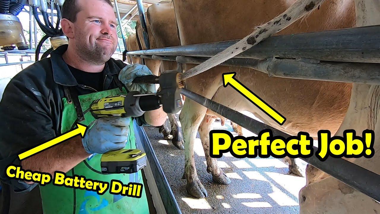 Easiest Way To Trim Cows Tails - With A Battery Drill!! The Tailwell ...