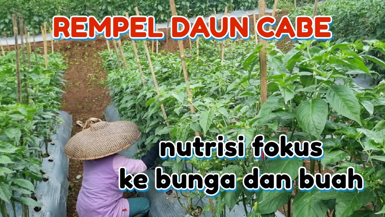 MANFAAT PEREMPELAN DAUN CABE SIRKULASI UDARA DAN NUTRISI TERFOKUS KE ...