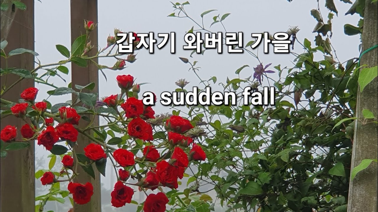 갑자기 가을이됐어요. a sudden fall - YouTube