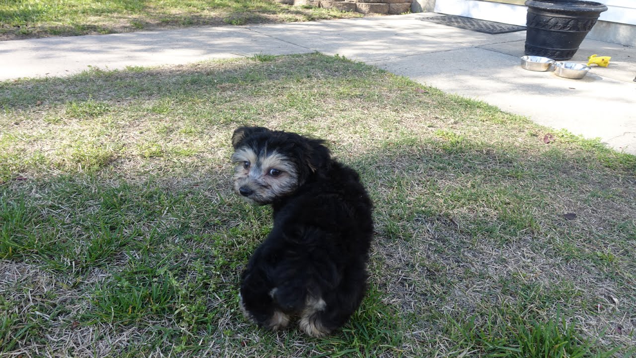 PUPPY IN THE THUMBNAIL - YouTube