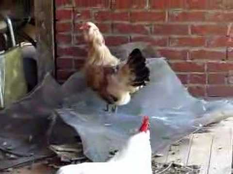Crowing hen - YouTube