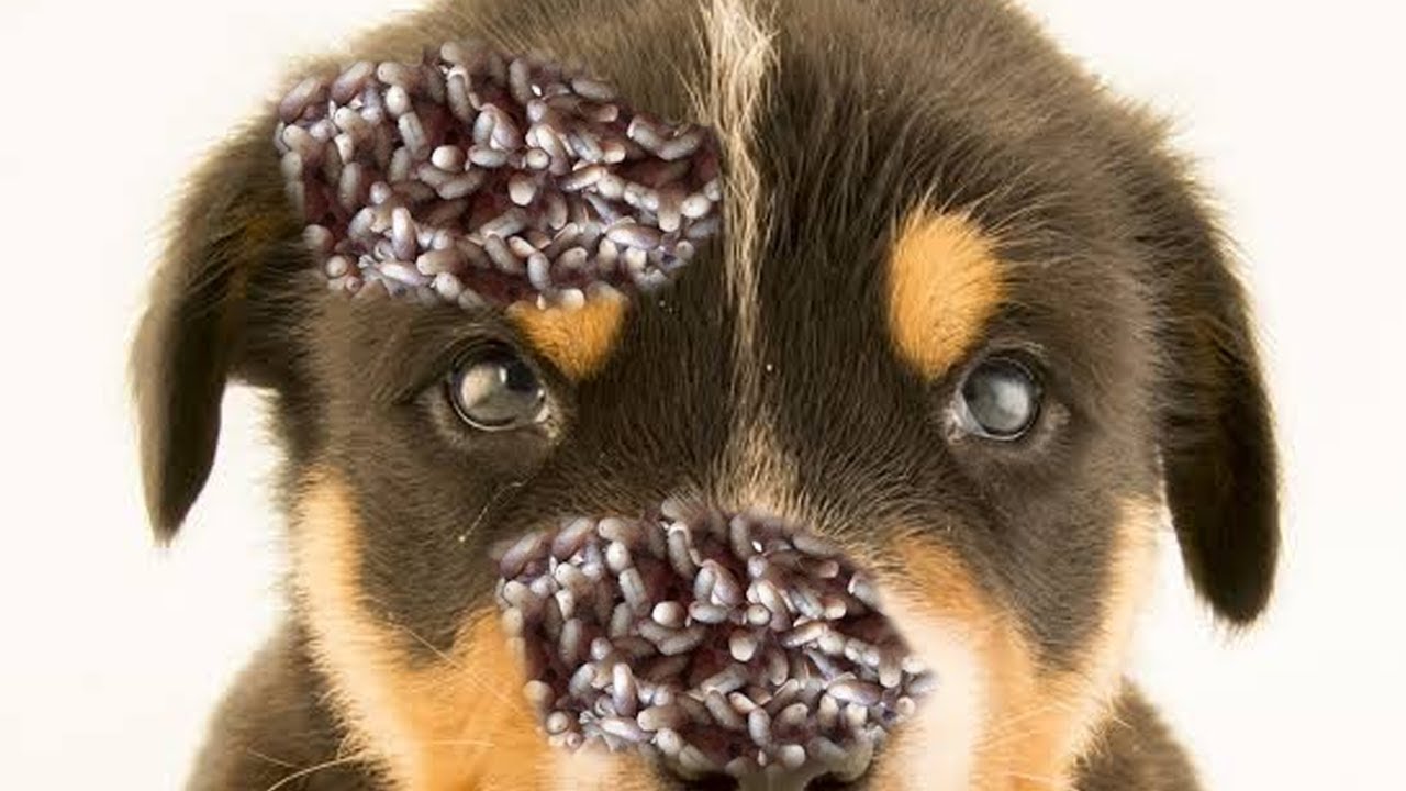 Mangoworm Removal Compilation, Rescue Dog Mangoworms, Vet Mangoworm ...