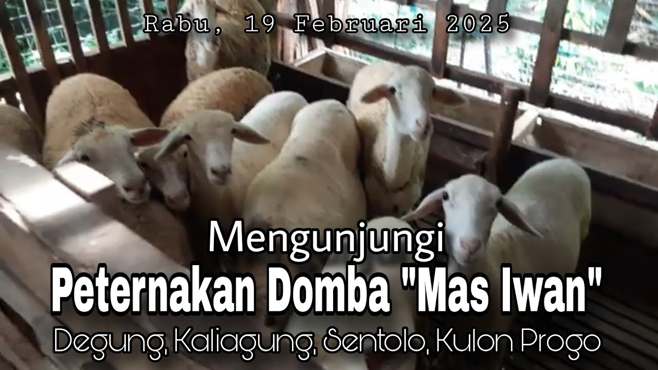 Mengunjungi Peternakan Domba "Mas Iwan" di Degung, Kaliagung, Sentolo ...