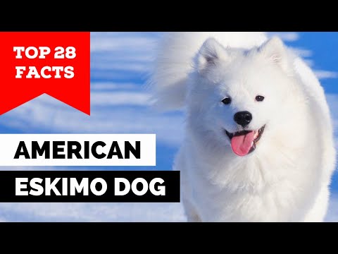 99% of American Eskimo Dog Owners Don't Know This