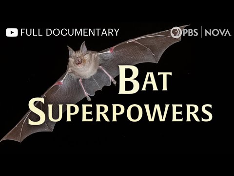 Bat Superpowers | Full Documentary | NOVA | PBS