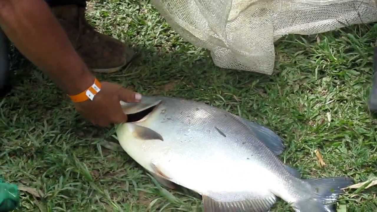 Pescando Cachama en el Club de Caza y Pezca #1// Caicedonia Valle ...