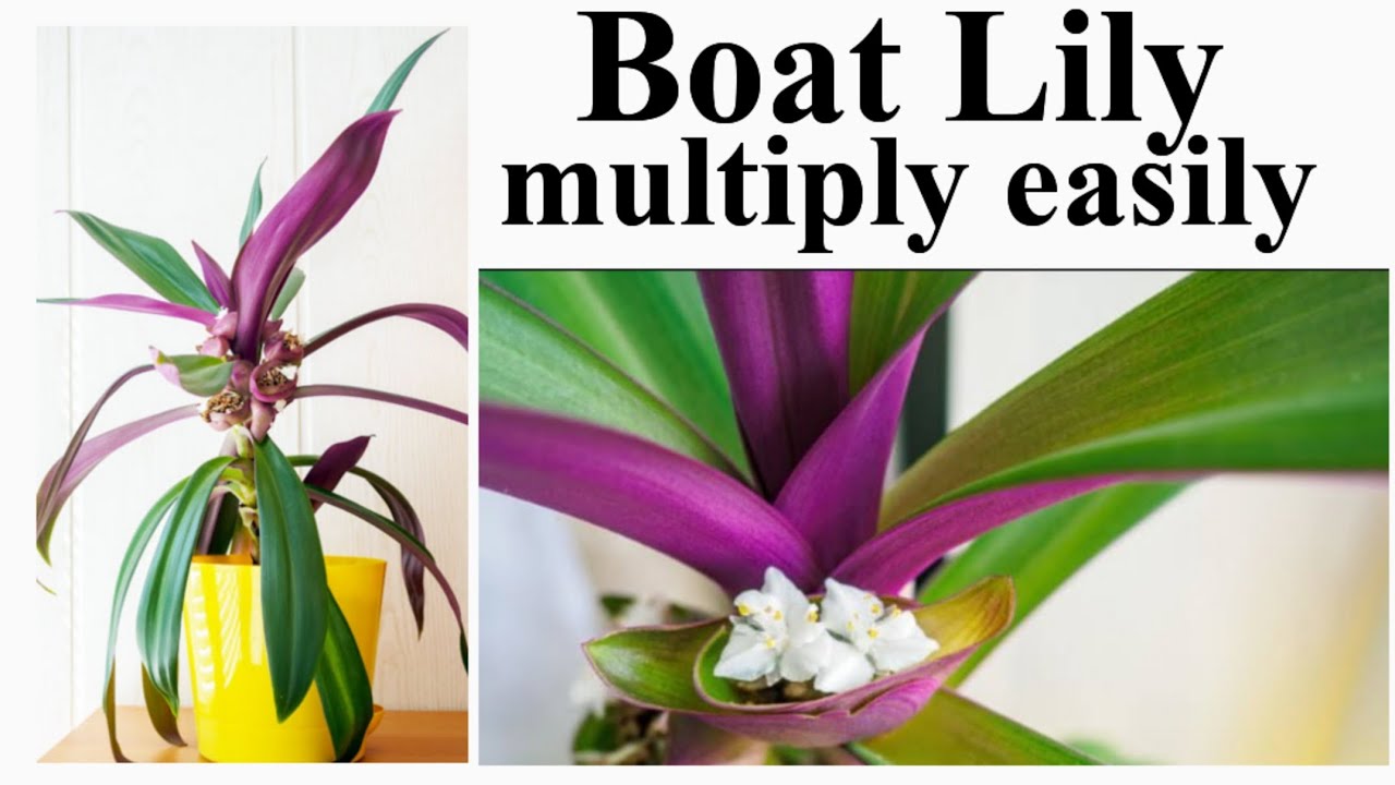 Growing Boat lily by divisions very easily in spring and all care tips ...