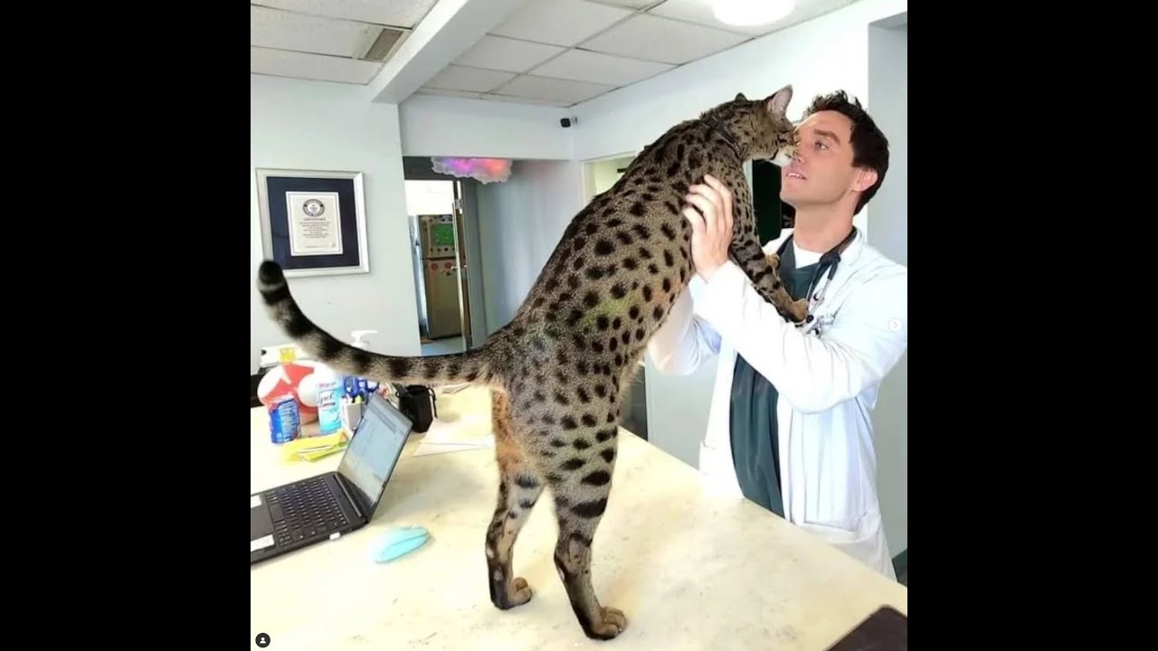 Guinness World Record holding cat Fenrir Antares Powers, World's ...