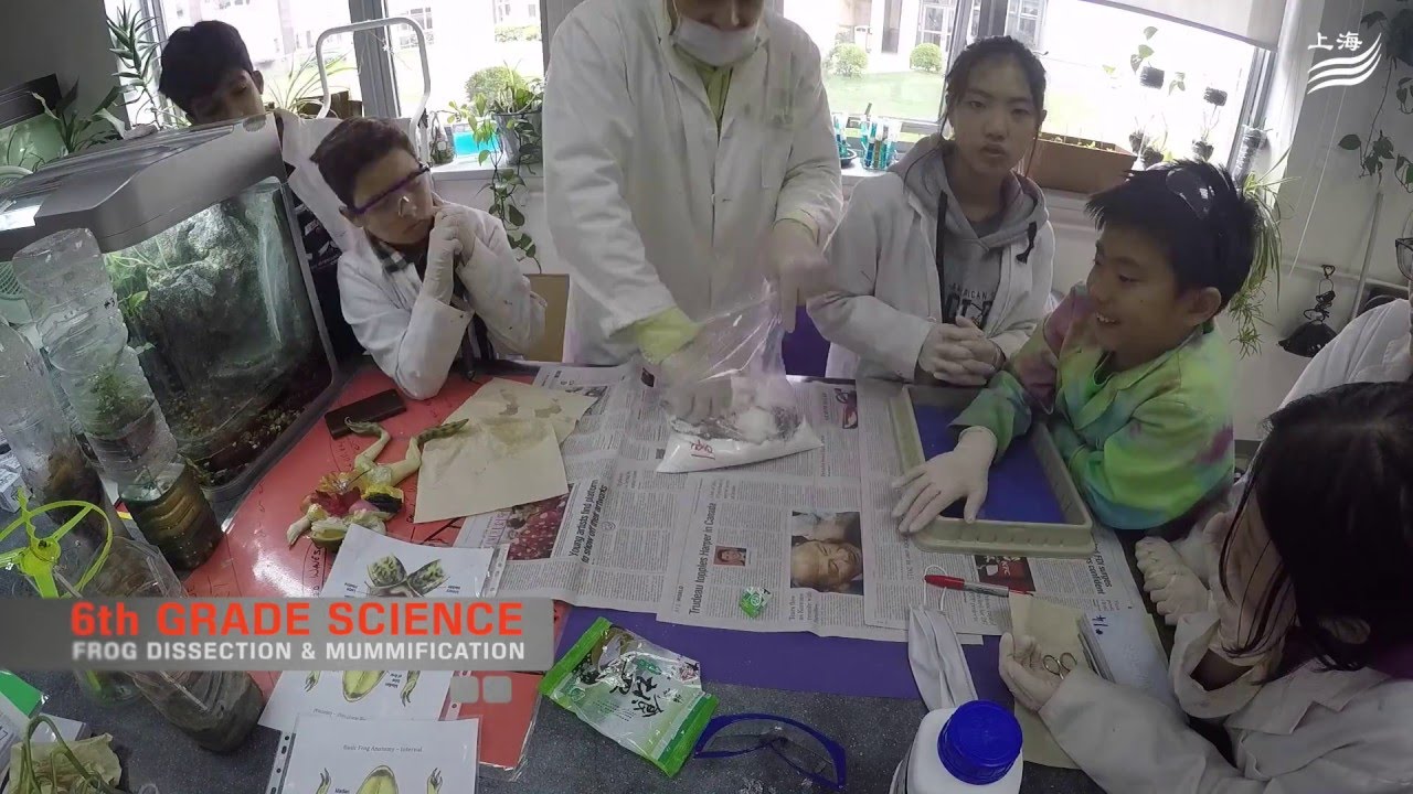 6th Grade Frog Dissection & Mummification [Timelapse] - YouTube