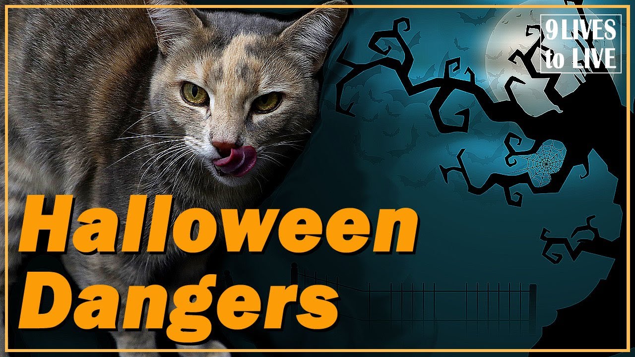 How to Keep Your Cat Safe on Halloween - YouTube