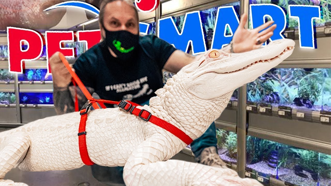 TAKING MY ALBINO ALLIGATOR TO PETSMART!! BEST OF 2021!!| BRIAN BARCZYK ...