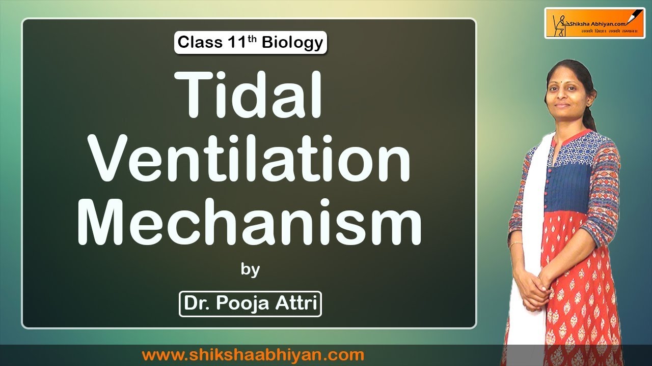 Breathing and Exchange of Gases (Tidal Ventilation Mechanism) - #CBSE ...