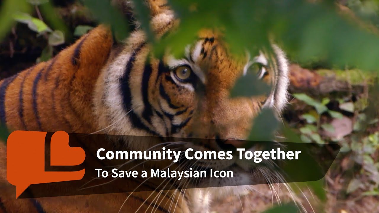 Protecting Their Home: Malaysia’s Natives Help to Save the Endangered ...