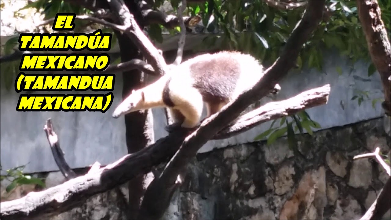 ZOOMAT Zoologico Miguel Álvarez del Toro Tuxtla Gutiérrez Chiapas - YouTube