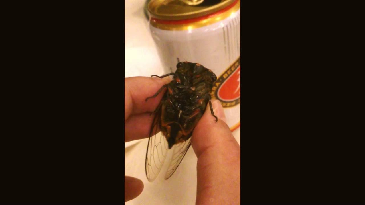 Cicada for my dinner - YouTube