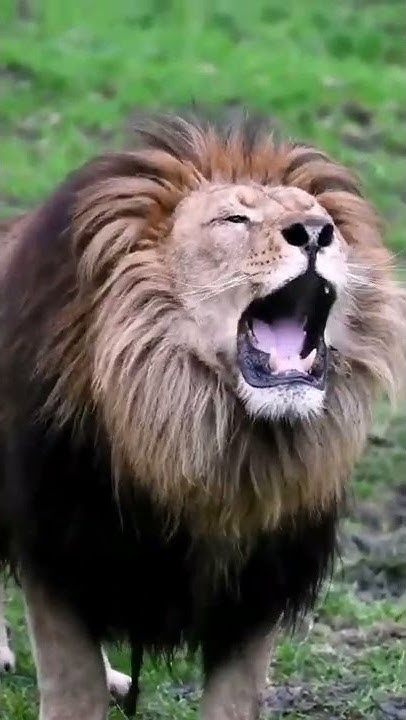 صياح صوت الاسد#shorts #اسد - YouTube