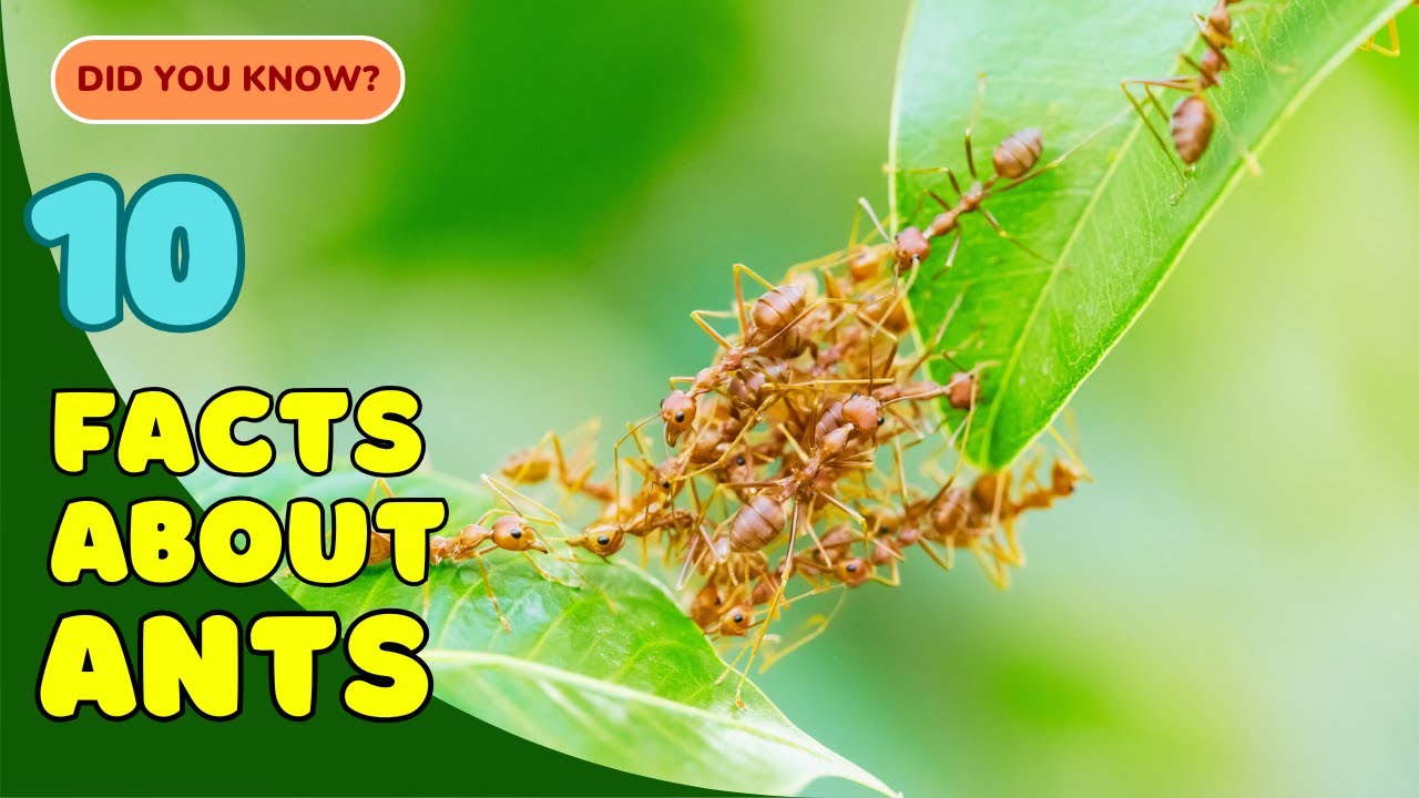 10 Incredible Facts About Ants You Didn’t Know! 🐜 - YouTube