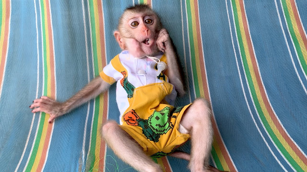 Monkey Puka and his mother drink coconut water and watch the sea - YouTube