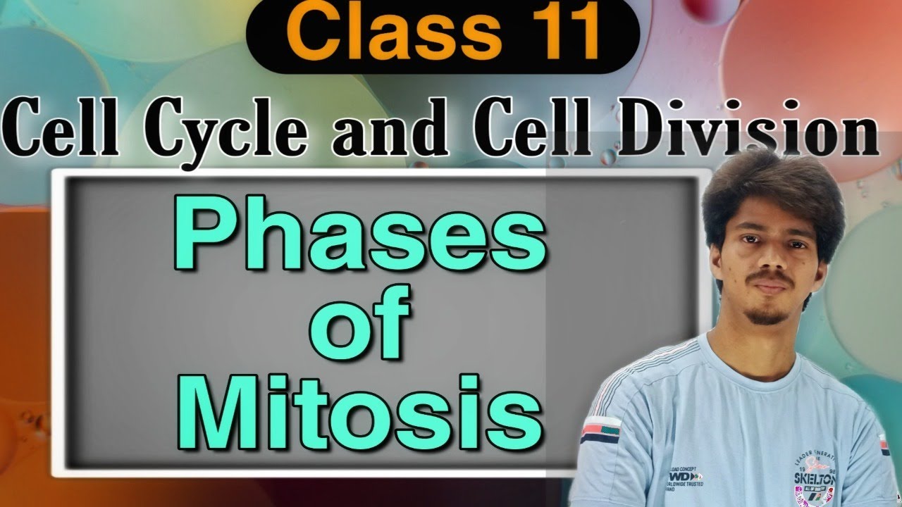 Mitosis | Phases of Mitosis - 2 | Cell Cycle and Cell Division | Class ...