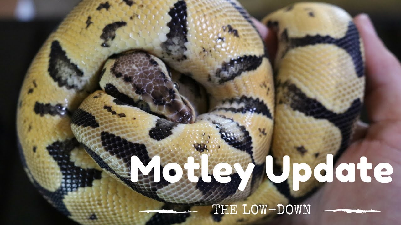 Motley Ball Python Update! - YouTube