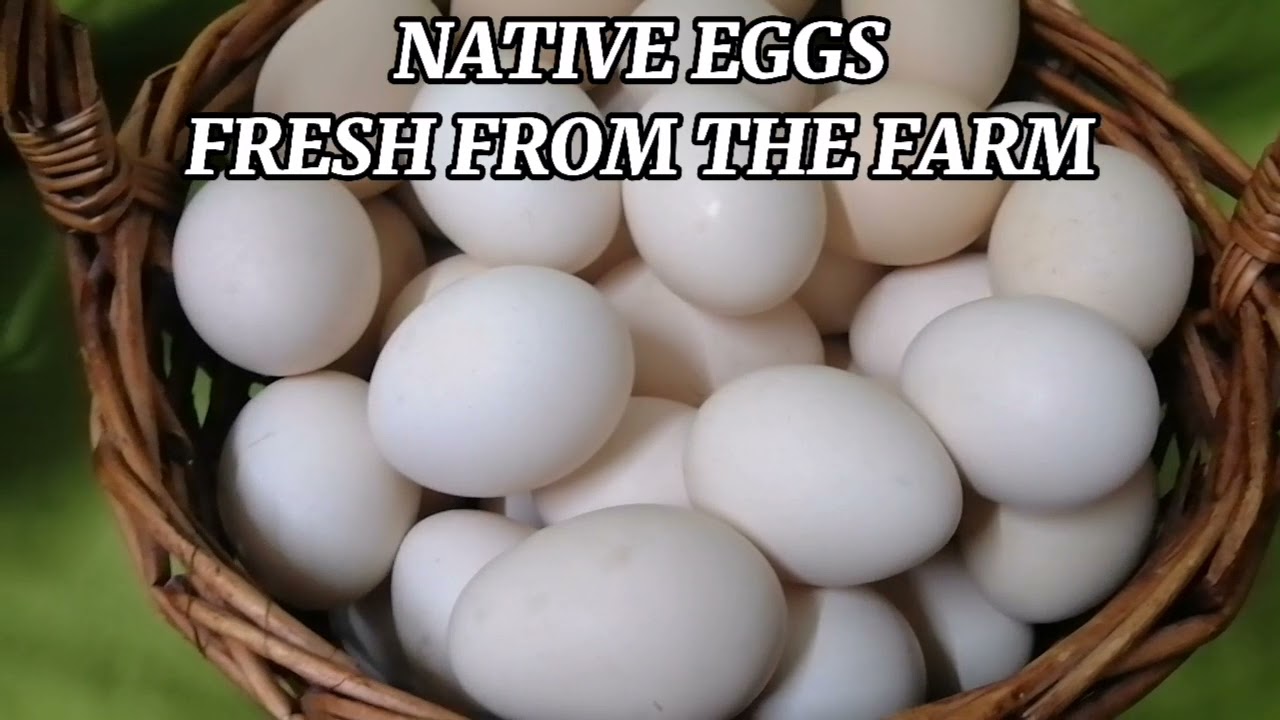 NATIVE EGGS FRESH FROM THE FARM UAE LIFE - YouTube