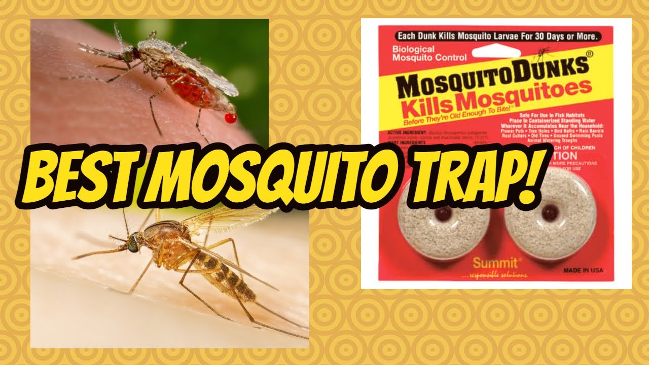 Best Mosquito Trap Ever! DIY Homemade Trap that WORKS! Get Rid of those ...