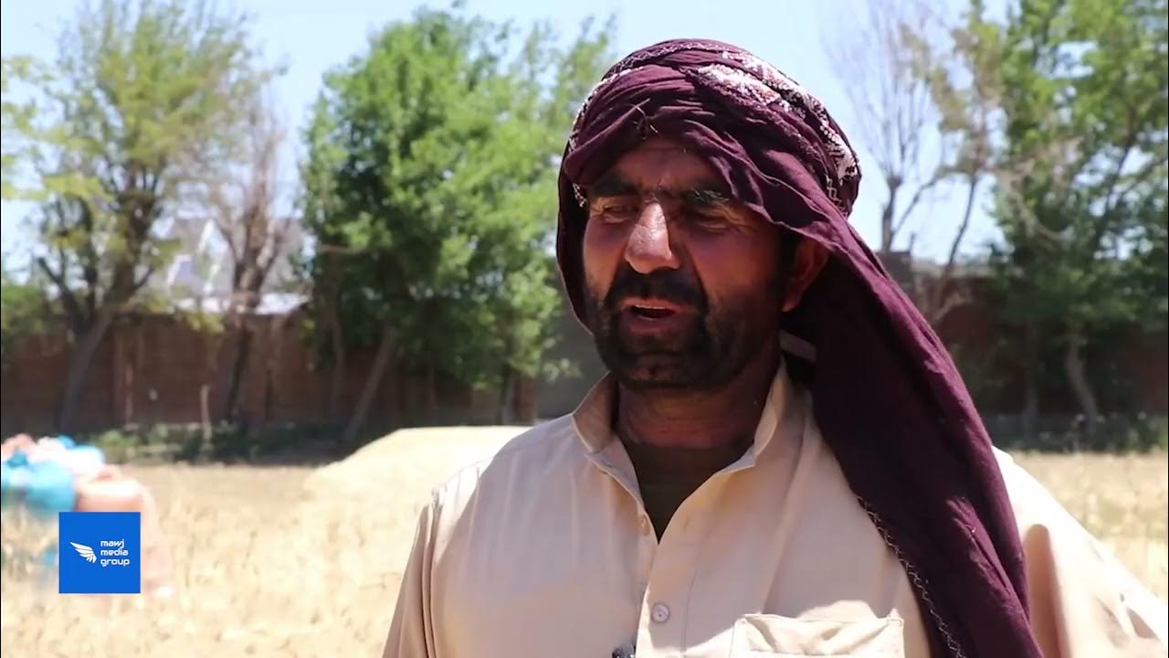 سږ کال ورښتونو په خوست د غنمو حاصلات دوه برابره کړي Youtube