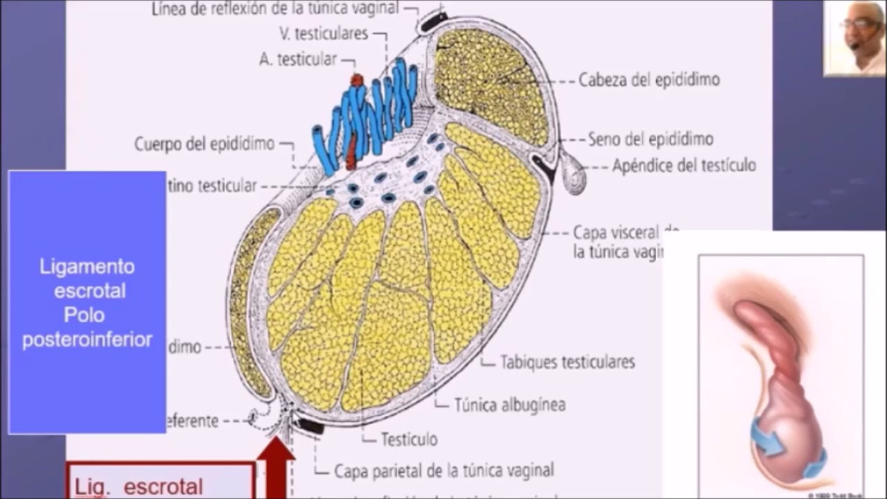 Anatomía Testicular Del Epidídimo