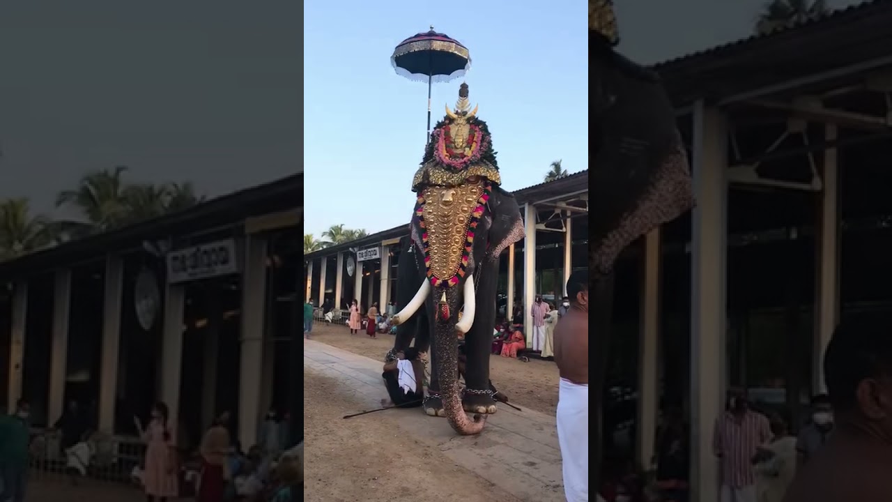 Vaikom mahadeva kshethram Vaikath Ashtami sheeveli | Vaikom Temple ...