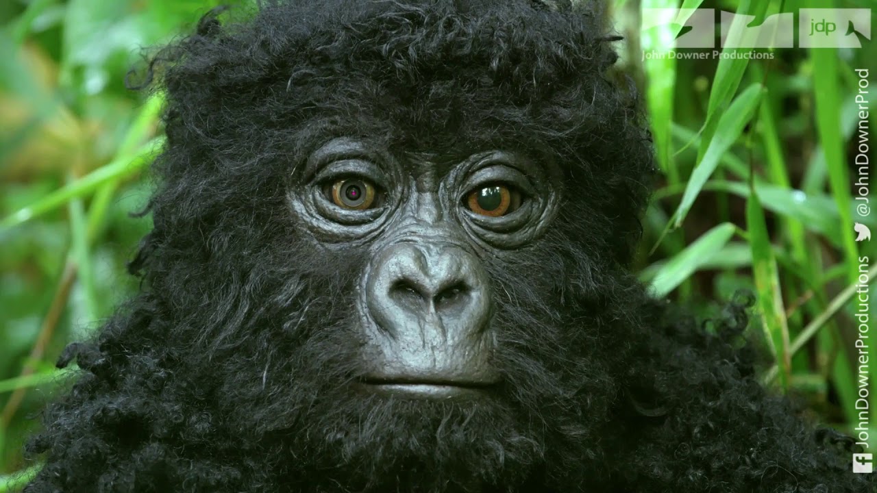 Will Robot Spy Gorilla Be Welcomed By The Great Silverback? - YouTube