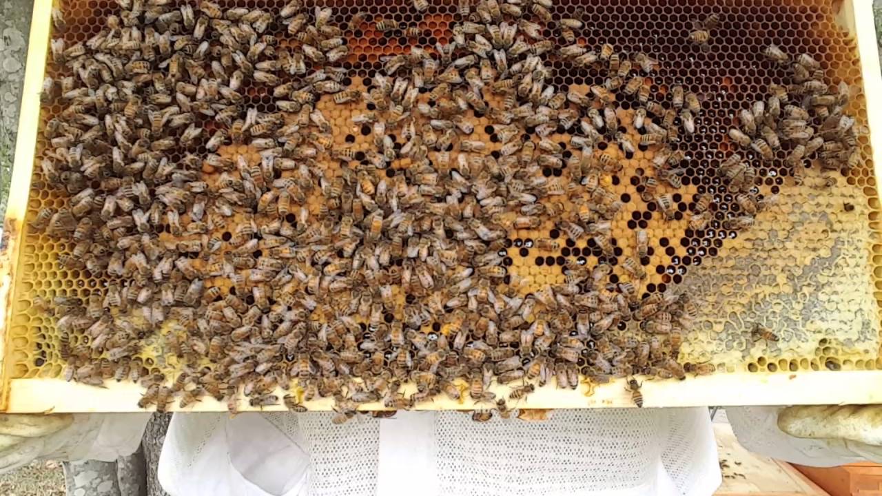 Queen cells in October? Not sure what it is? - YouTube