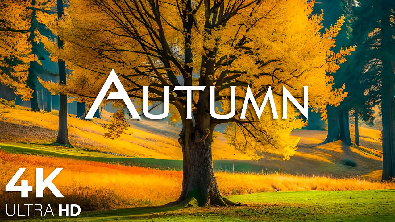 Enchanting Autumn Forests with Beautiful Piano Music🍁4K Autumn Ambience ...