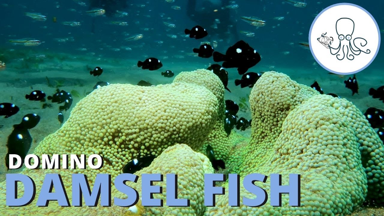 A day in the life of a domino damsel fish | Critter Hunter - YouTube
