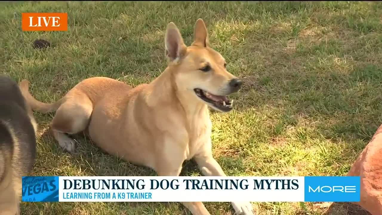 Debunking dog training myths - YouTube