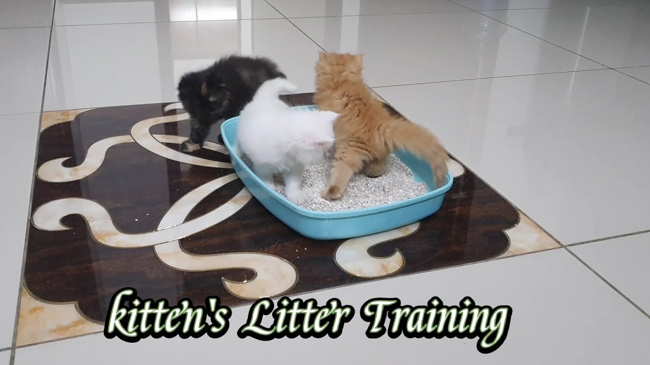 Kitten's Litter Training | Daily Routine | (@amjadashraf5628 ) - YouTube