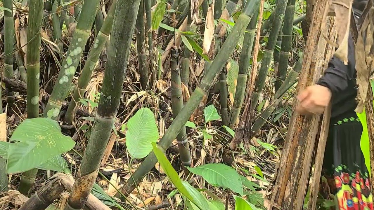 Today, the orphaned woman went to pick things and bring them home to ...