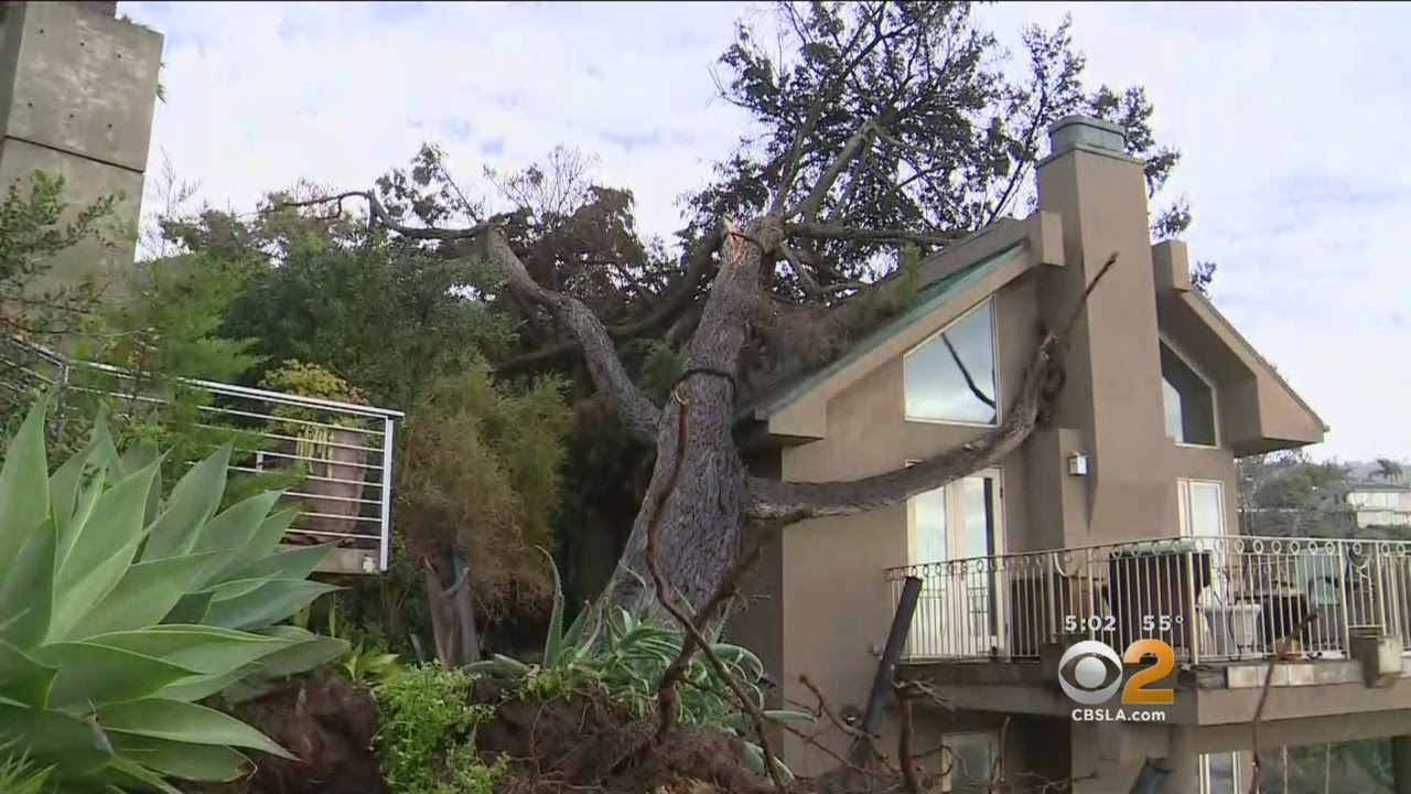 Strong Winds Uproot Trees In Orange County - YouTube