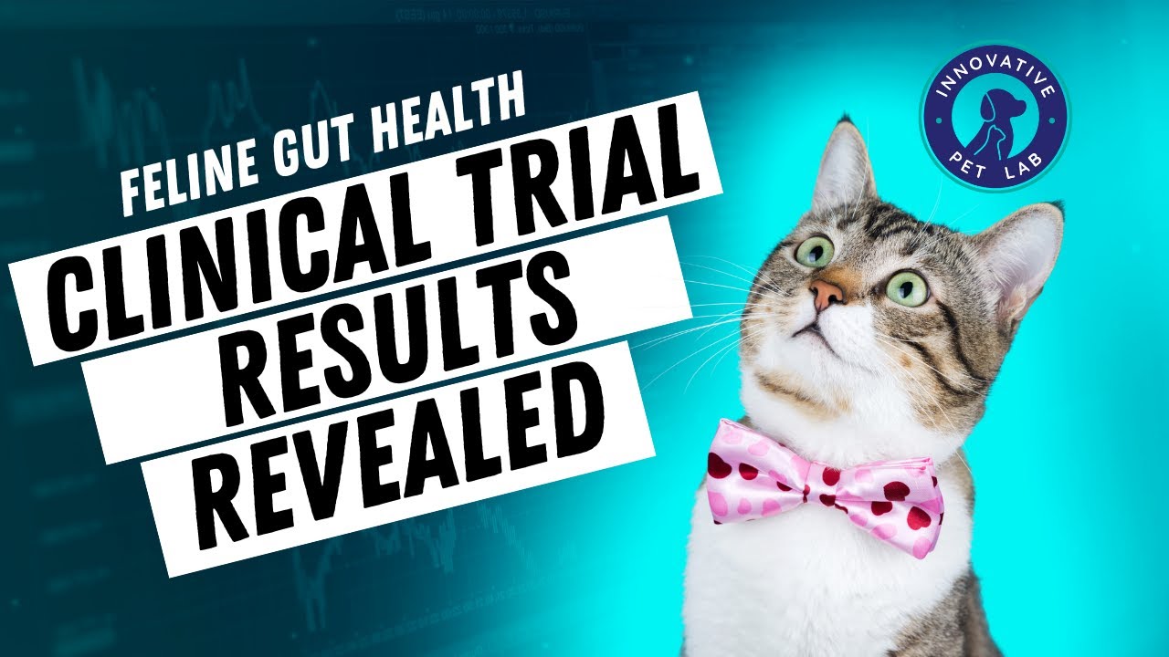 Feline Gut Health Clinical Trial Results with Innovative Pet Lab - YouTube