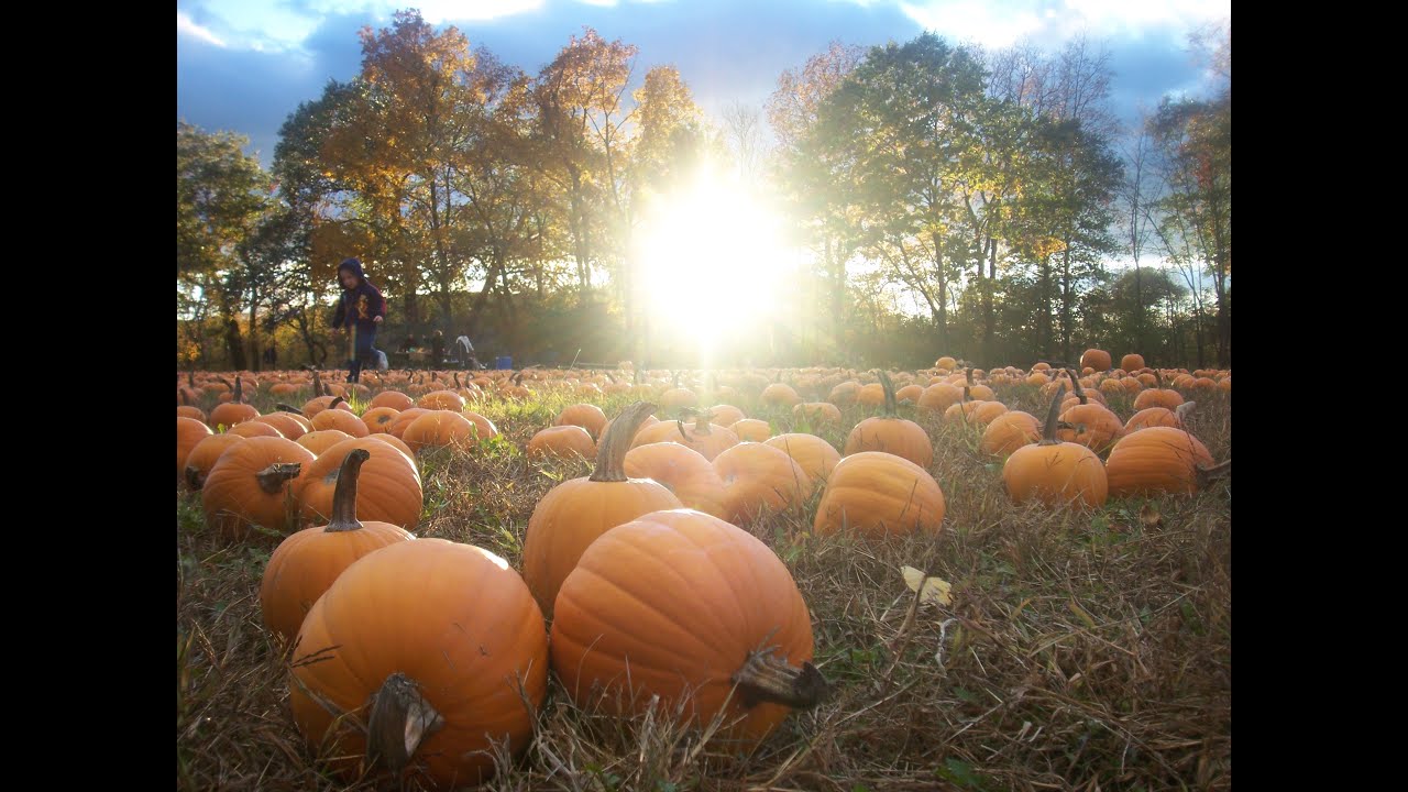 YOUR PUMPKIN WILL ARRIVE WHEN PUMPKINS ARE OUTSIDE - DARK EMPRESS ...